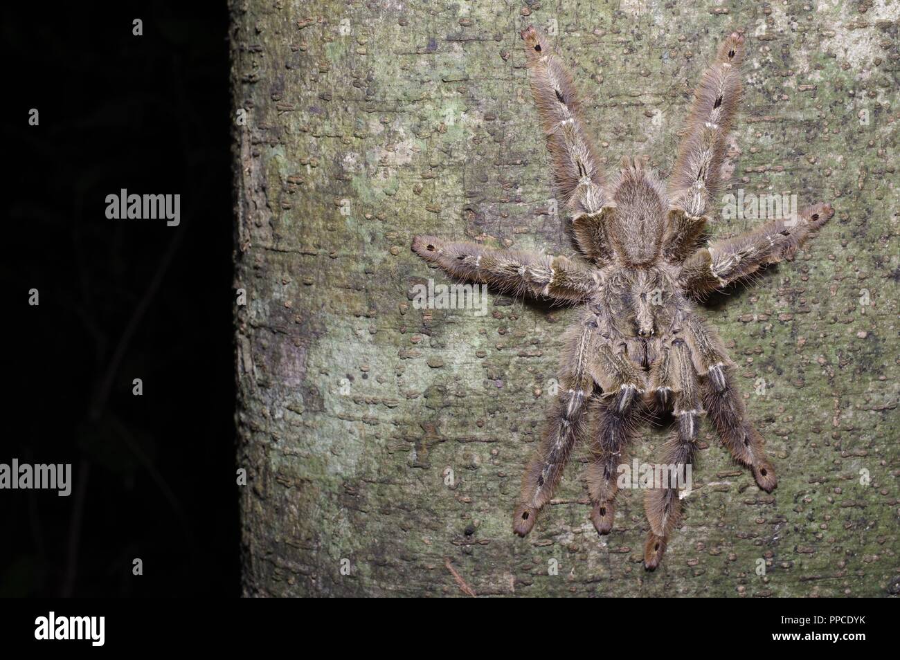 Stromatopelma calceatum Banque de photographies et d’images à haute ...