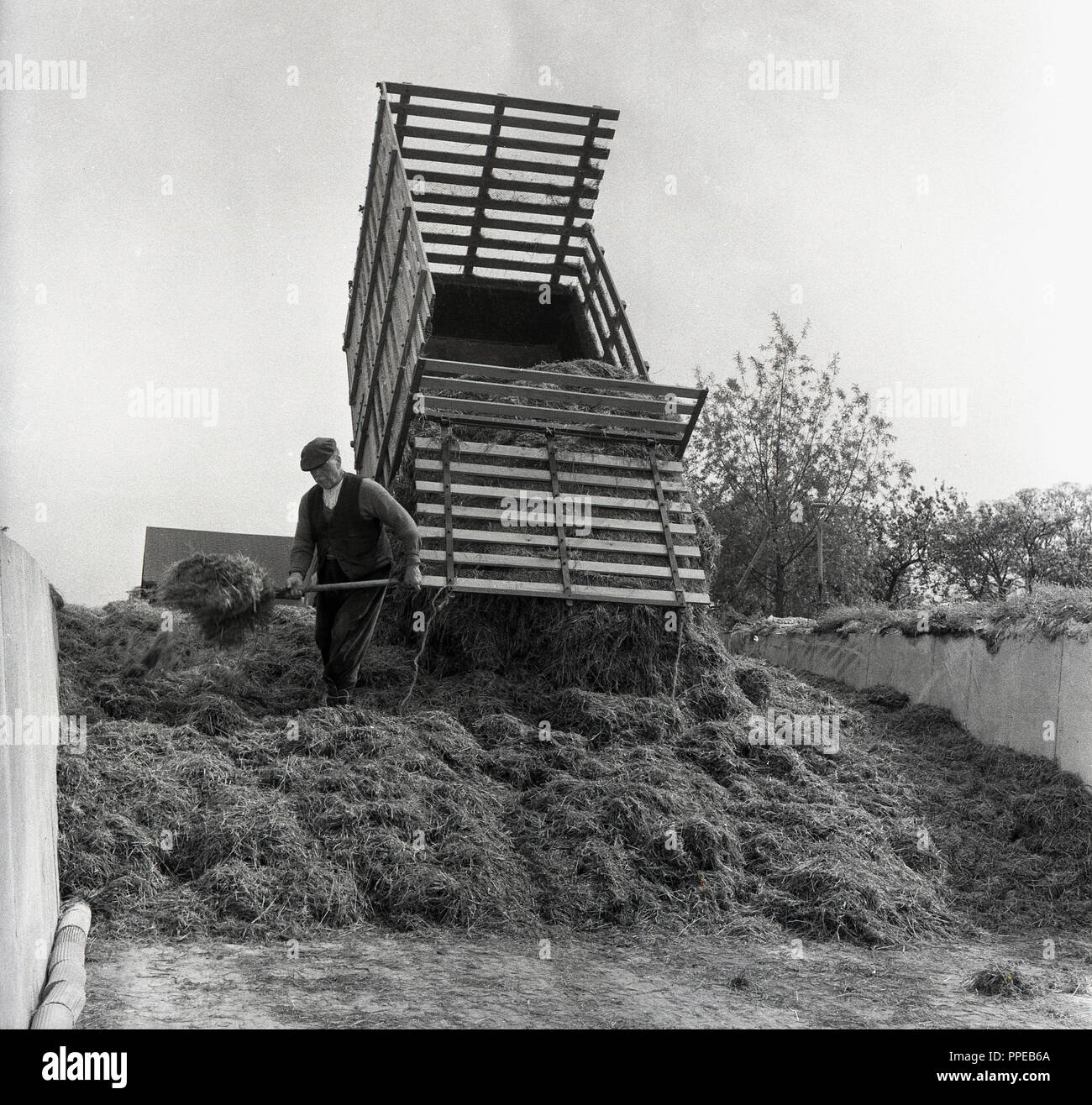 Années 1950, l'agriculture, une renommée à l'aide d'une fourche pour ...