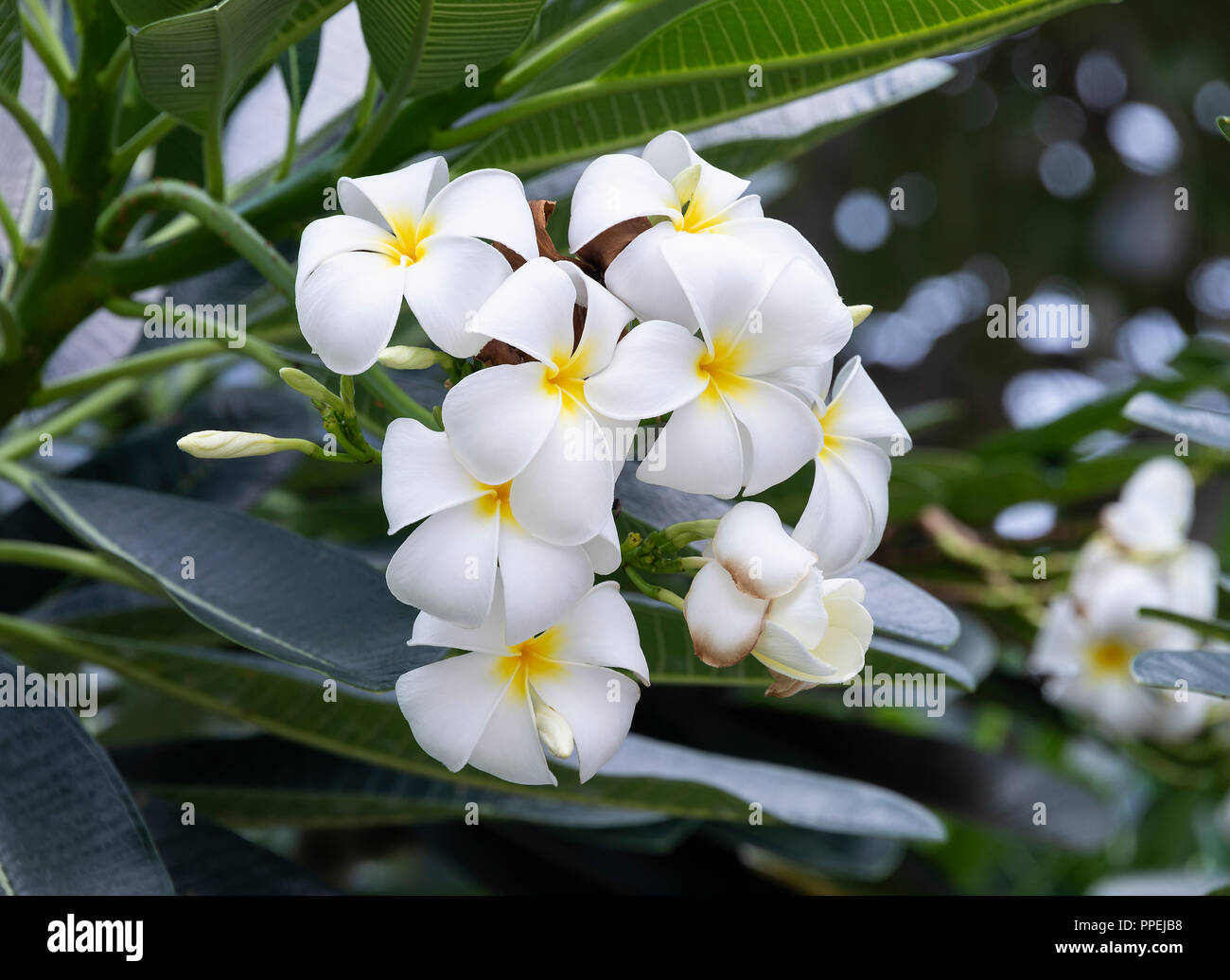 Plumeria blanc jaune Banque de photographies et d’images à haute résolution - Alamy