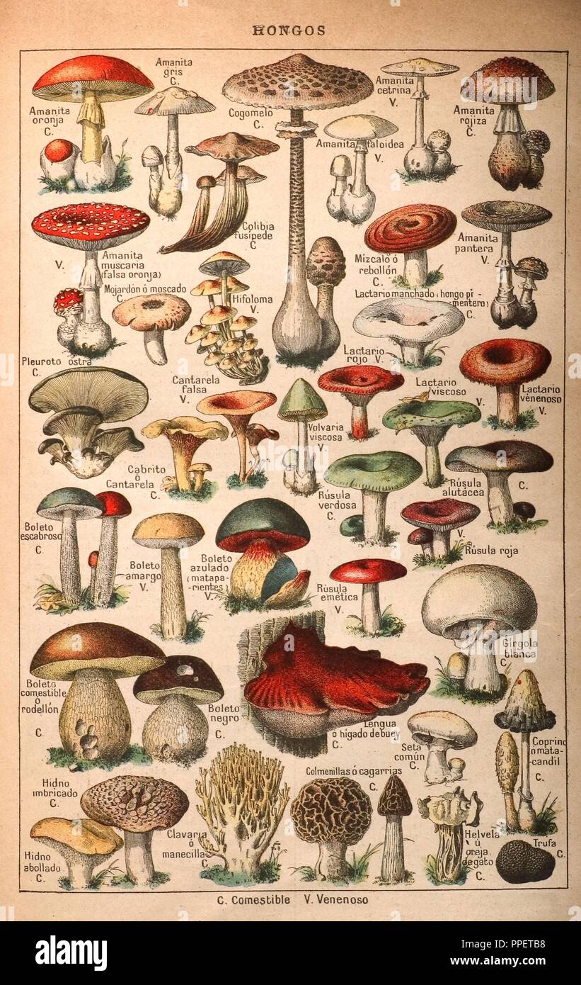 Ancienne feuille avec la classification des différents types de ...
