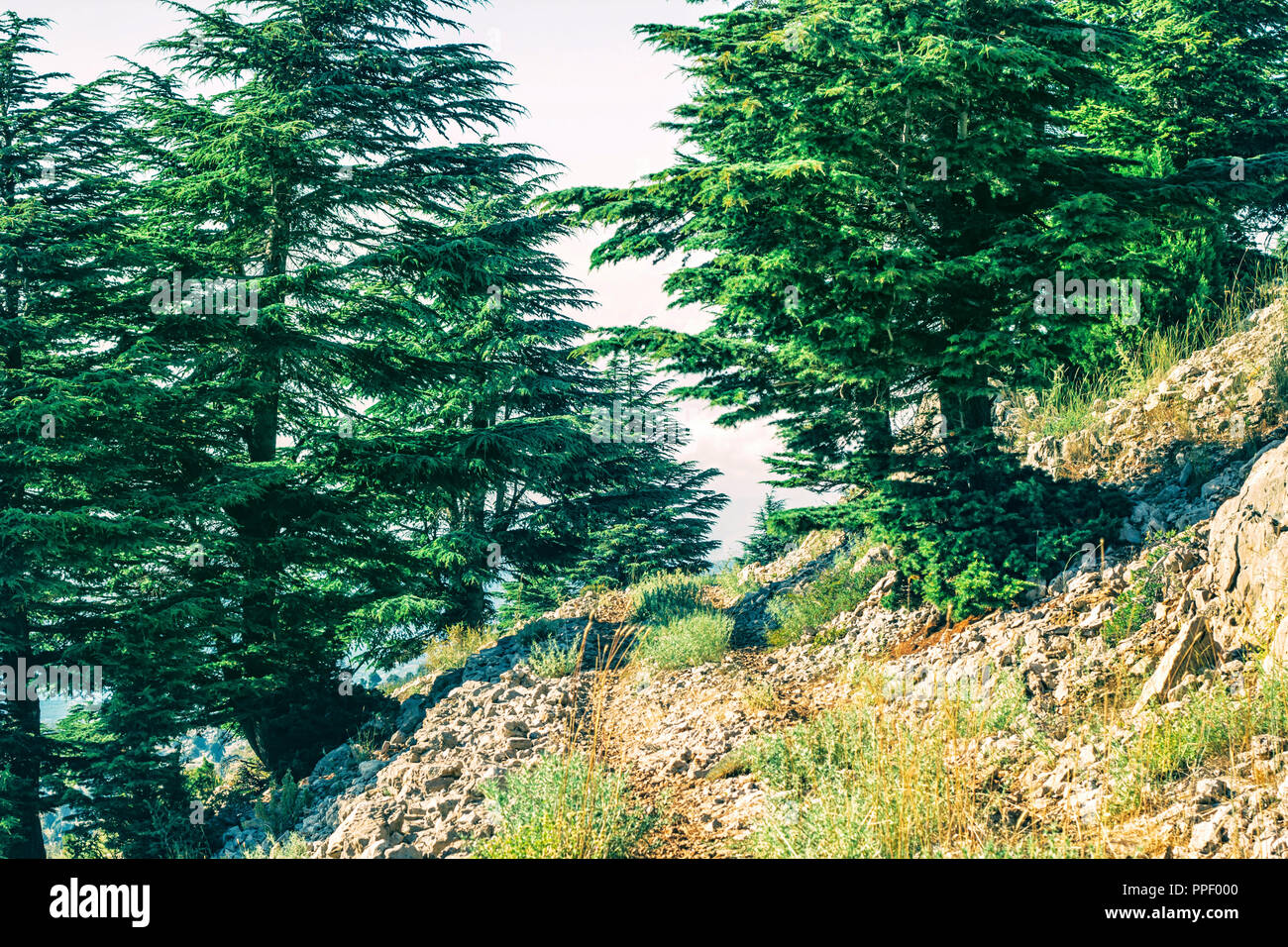 Cèdre du liban Banque de photographies et d’images à haute résolution ...