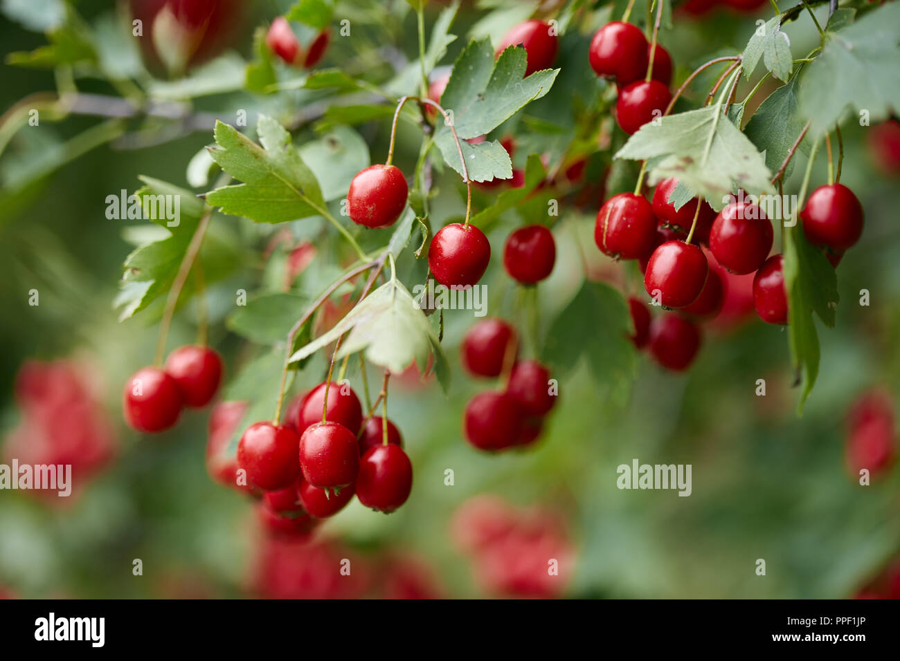 Grosse branche aux fruits rouges Banque de photographies et d’images à ...