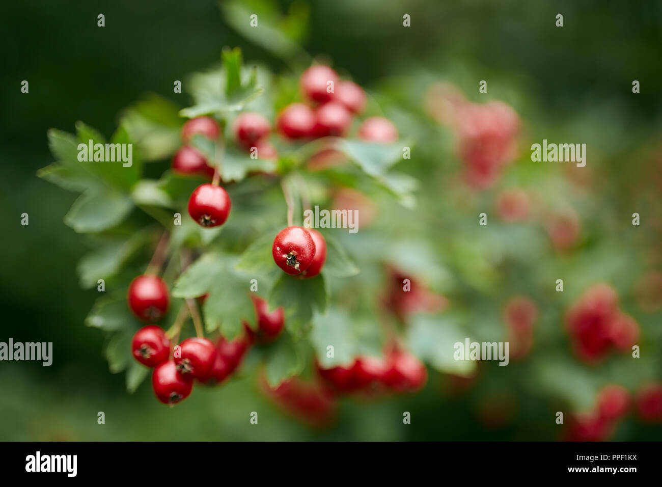 Grosse branche aux fruits rouges Banque de photographies et d’images à ...