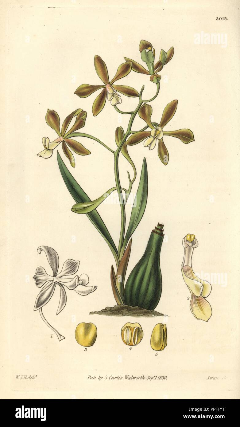 La diffusion de fleur orchidée, encyclia Encyclia patens. Illustration ...