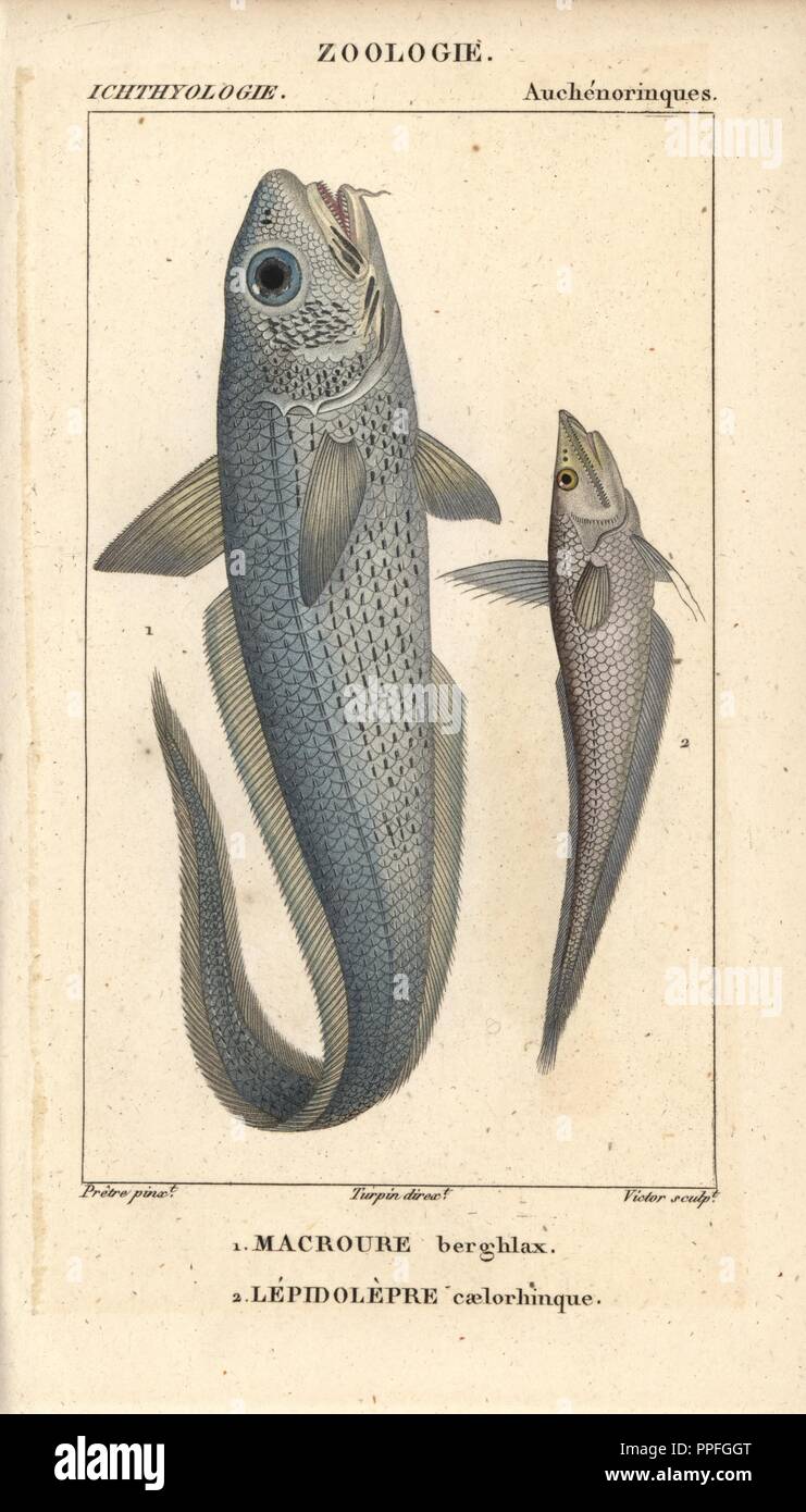 Grenadier de poisson Banque de photographies et d’images à haute ...