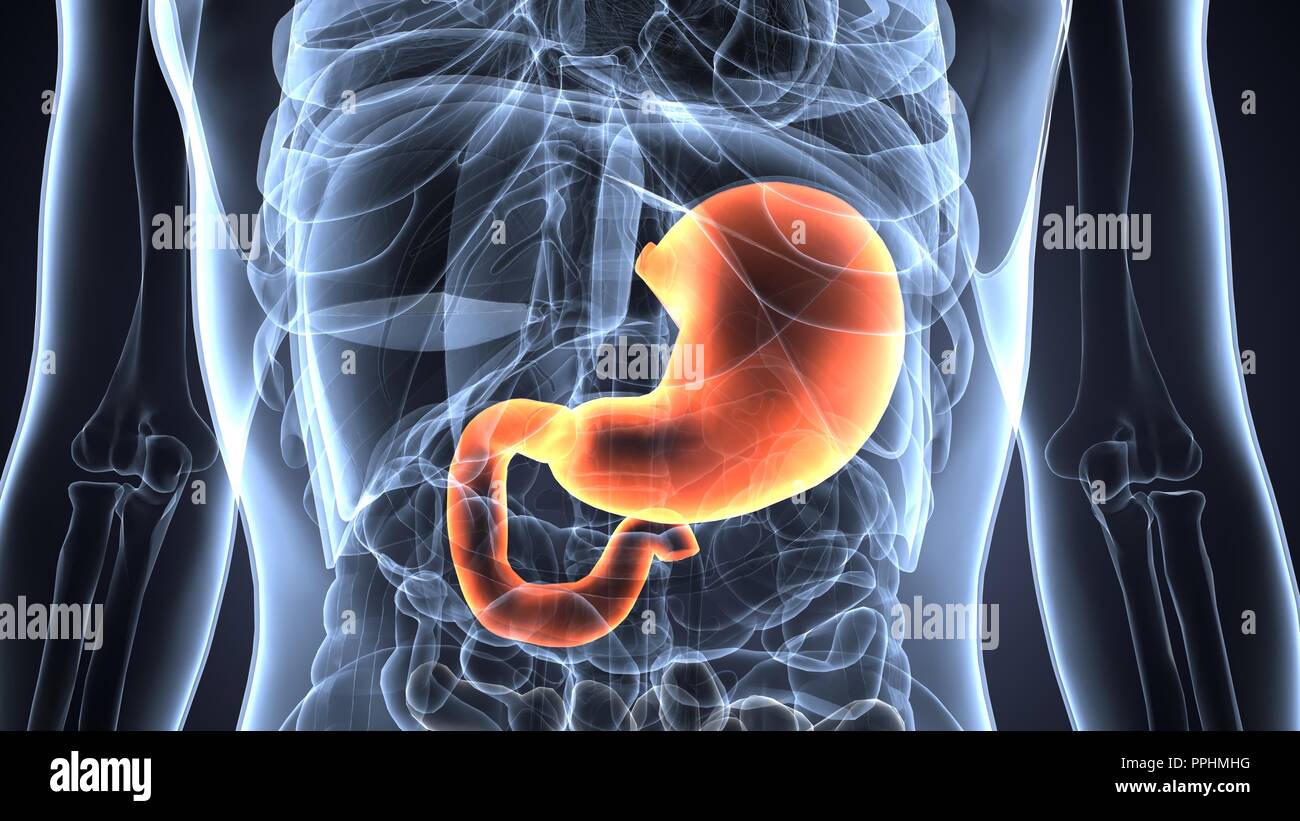 anatomie du système d'estomac masculin du corps humain Photo Stock - Alamy