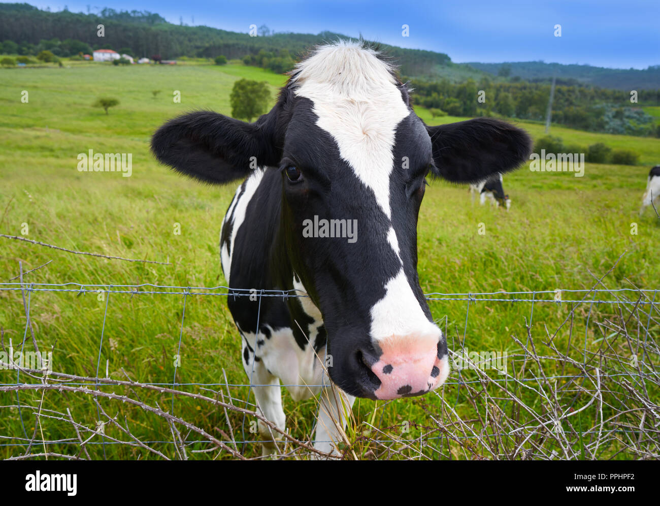 Vaches frisonnes Banque de photographies et d’images à haute résolution ...