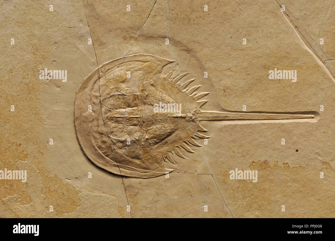 Mesozoic era Banque de photographies et d’images à haute résolution - Alamy