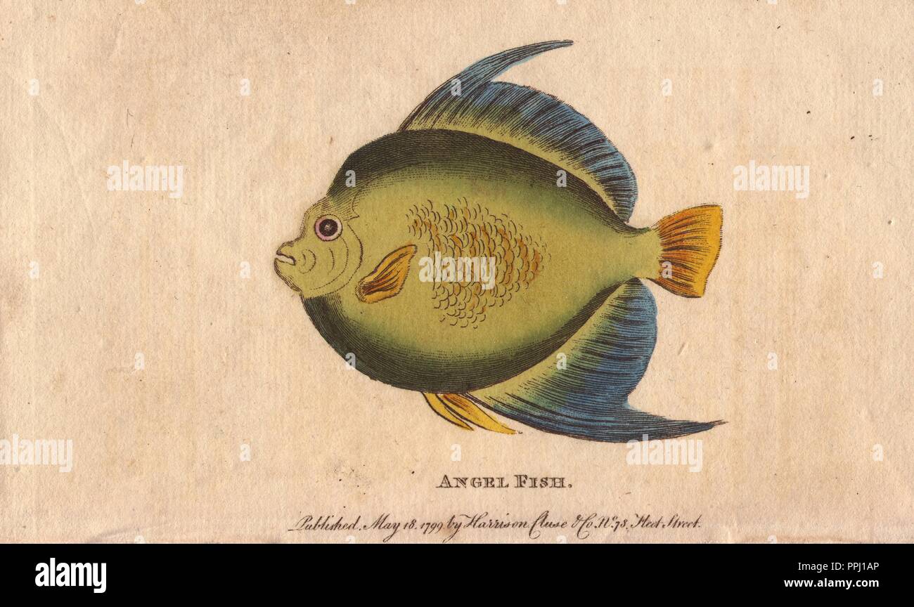 Poissons anges ou Moine poisson. . Les Pomacanthidae. . "Ce magnifique ...