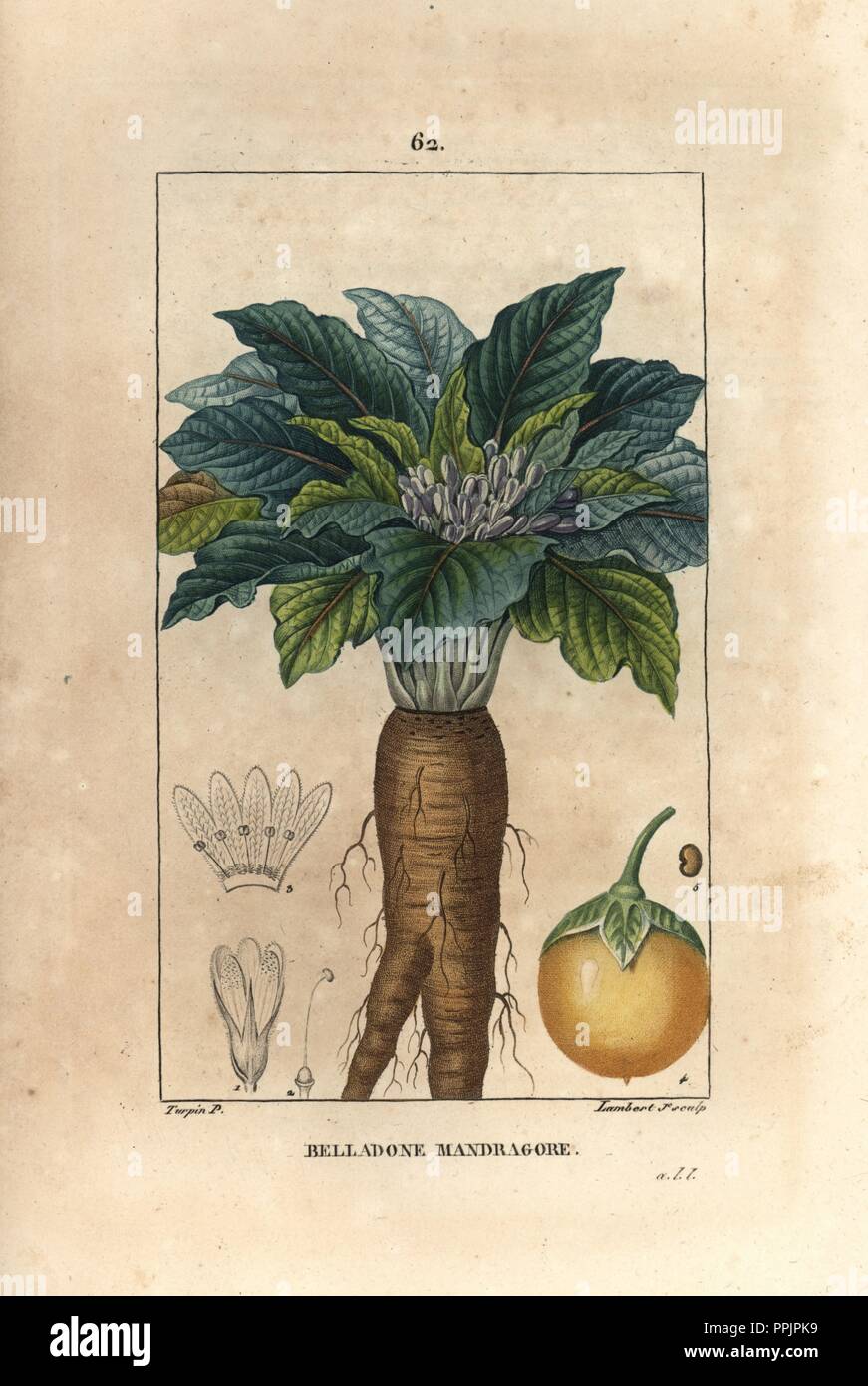 Mandrake, Mandragora officinarum. Crépi coloriée à la gravure sur ...