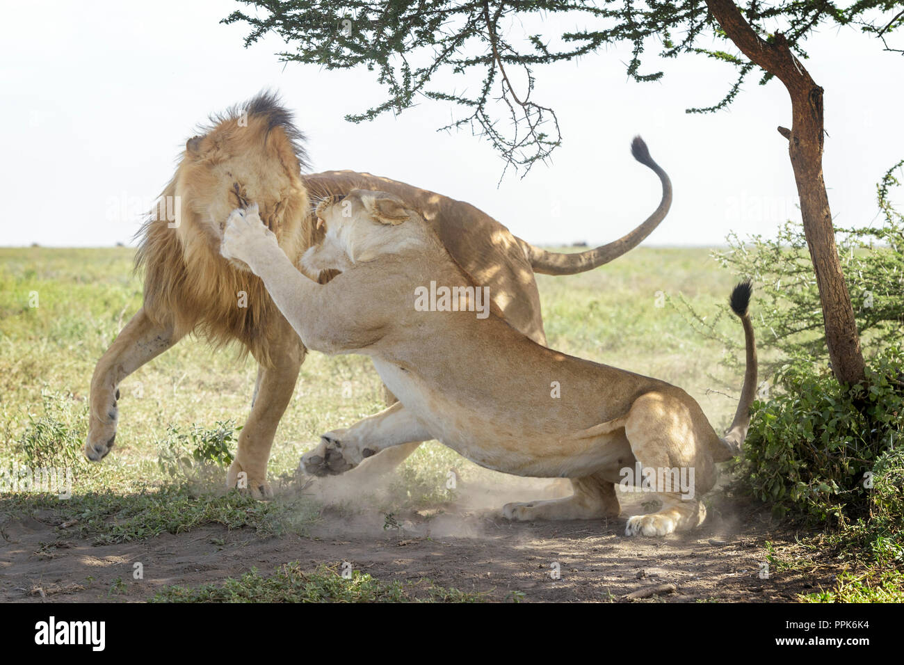 Accouplement de lion et lionne Banque de photographies et d’images à ...