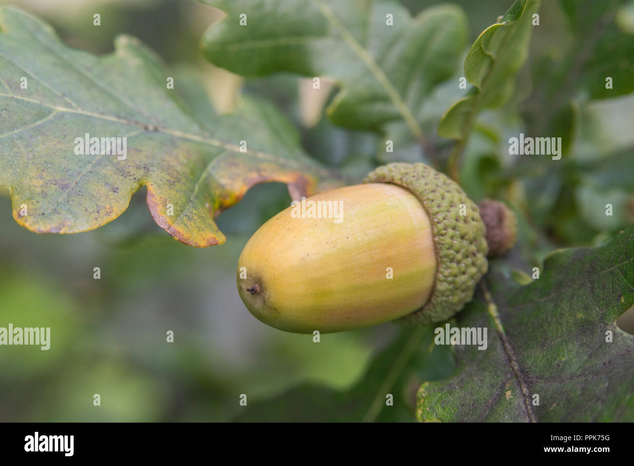 Glands chene Banque de photographies et d’images à haute résolution - Alamy