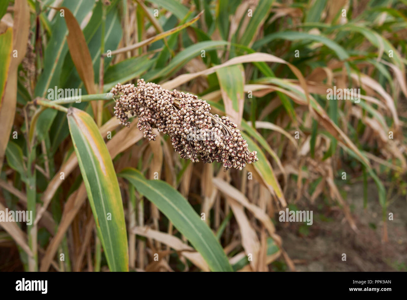 Sorgho fond blanc Banque de photographies et d’images à haute ...