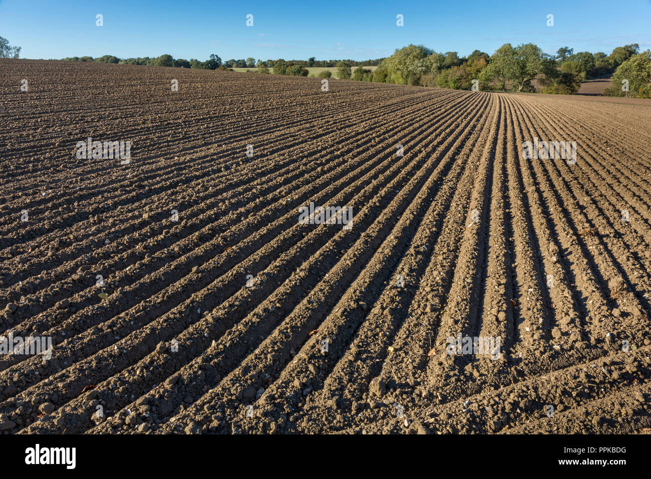 Labour du champ Banque de photographies et d’images à haute résolution ...