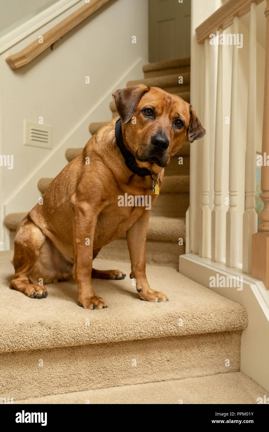 Labrador renard roux Banque de photographies et d’images à haute ...