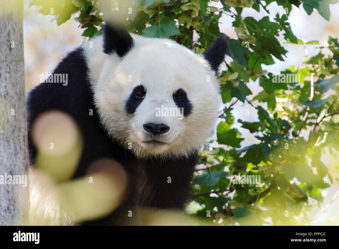Panda assis sur un arbre Banque de photographies et d’images à haute ...