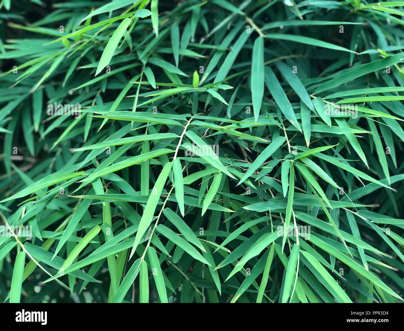 Feuilles de bambou Banque de photographies et d’images à haute ...