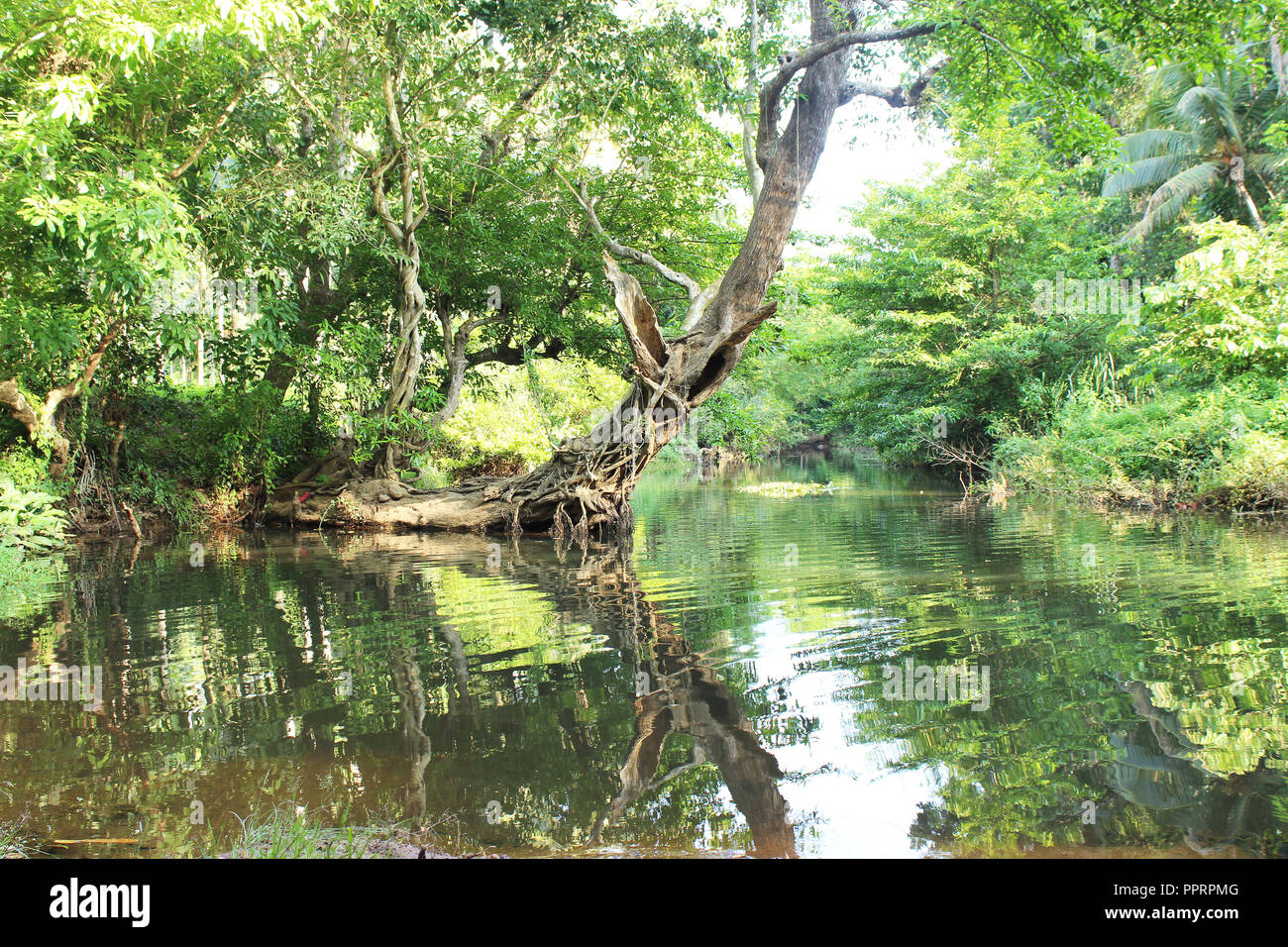 Ruisseaux forestiers Banque de photographies et d’images à haute ...