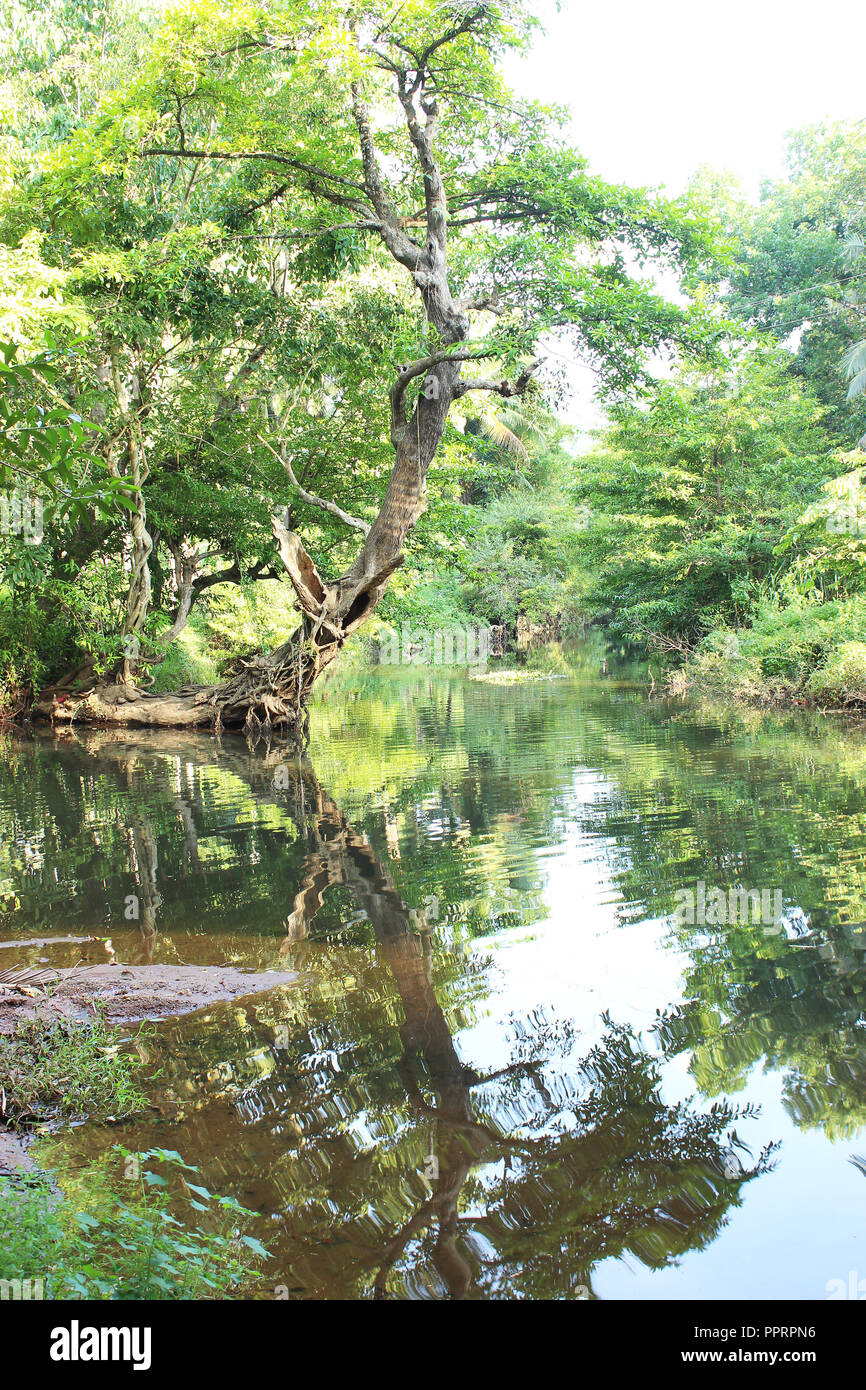 Ruisseaux forestiers Banque de photographies et d’images à haute ...