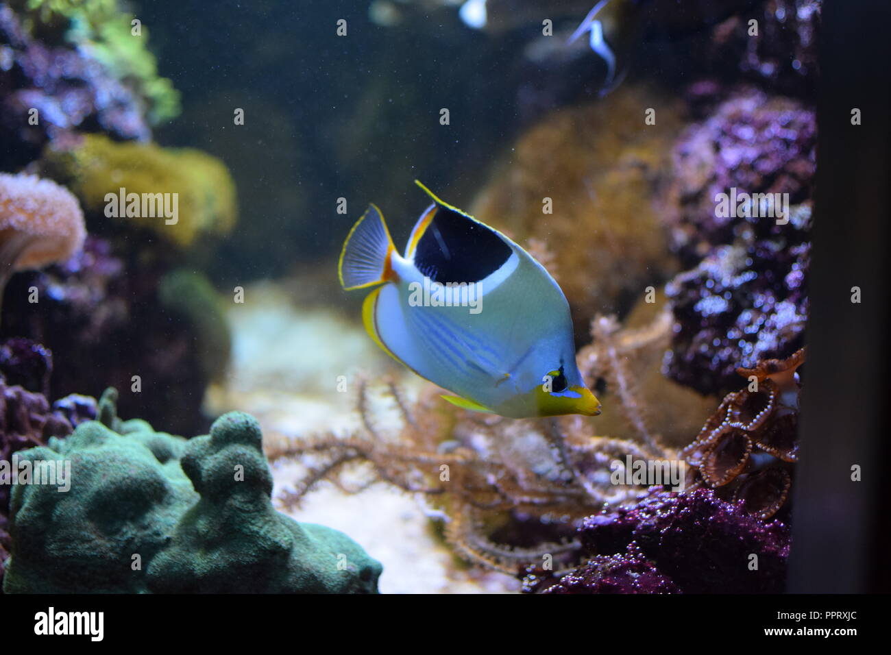Aquariophilie : poissons jaunes Banque de photographies et d’images à ...