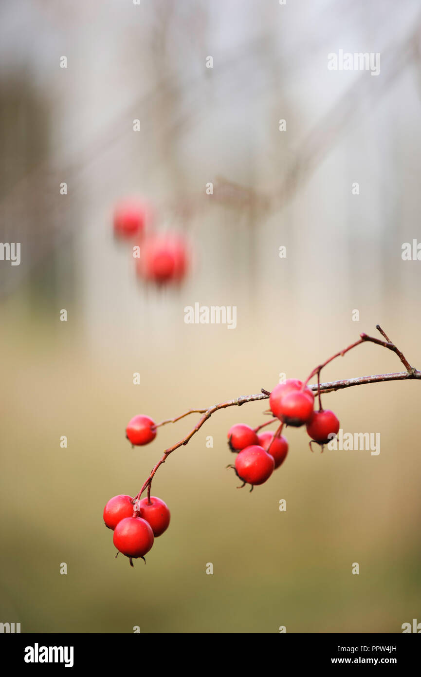 Plante automne fruits rouges Banque de photographies et d’images à ...