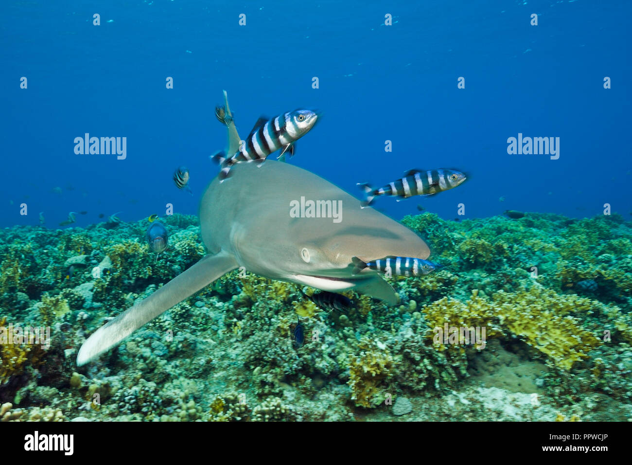Pilot fish Banque de photographies et d’images à haute résolution - Alamy