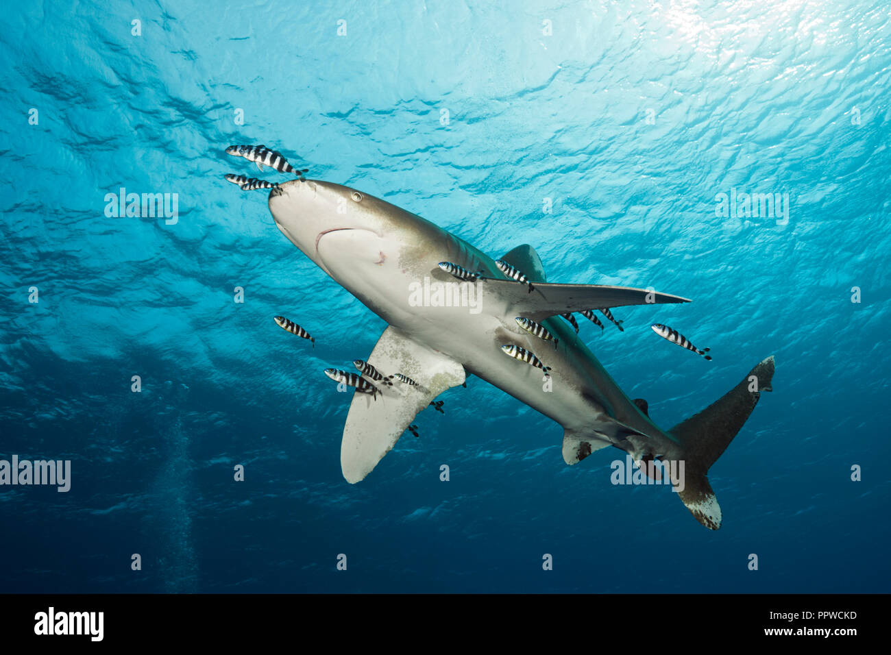 Petite Egypte Banque d'image et photos - Alamy