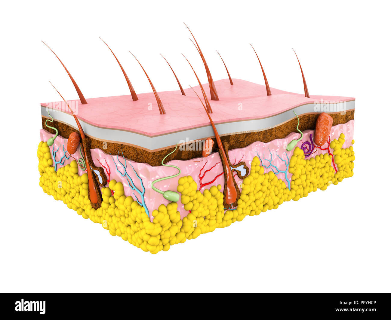 Structure de la peau anatomy Banque d'images détourées - Alamy