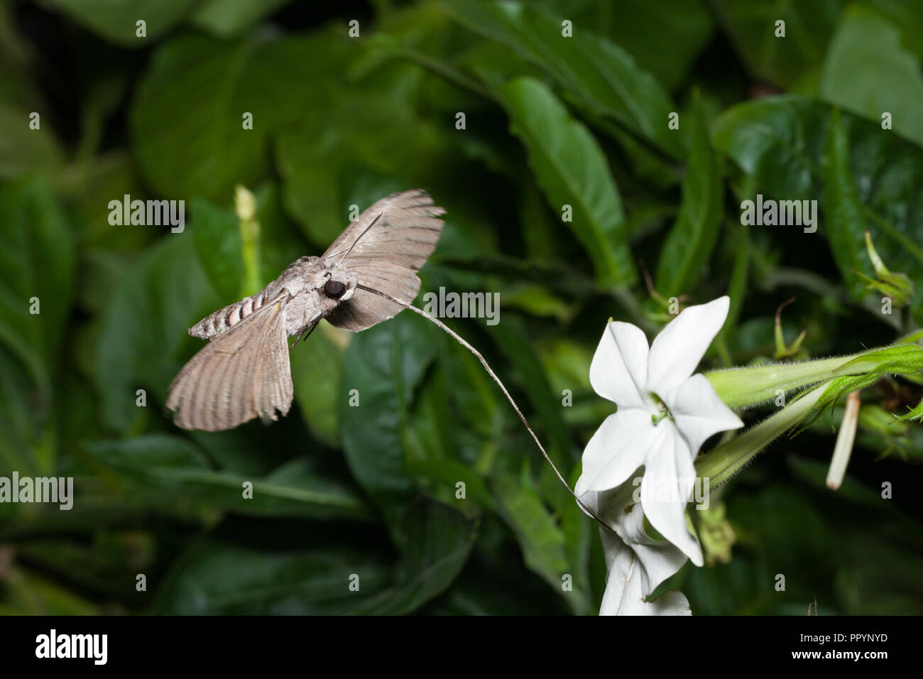 Jasmine moth Banque de photographies et d’images à haute résolution - Alamy