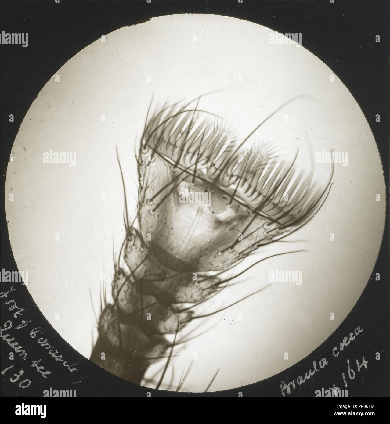 Braula coeca Banque de photographies et d’images à haute résolution - Alamy