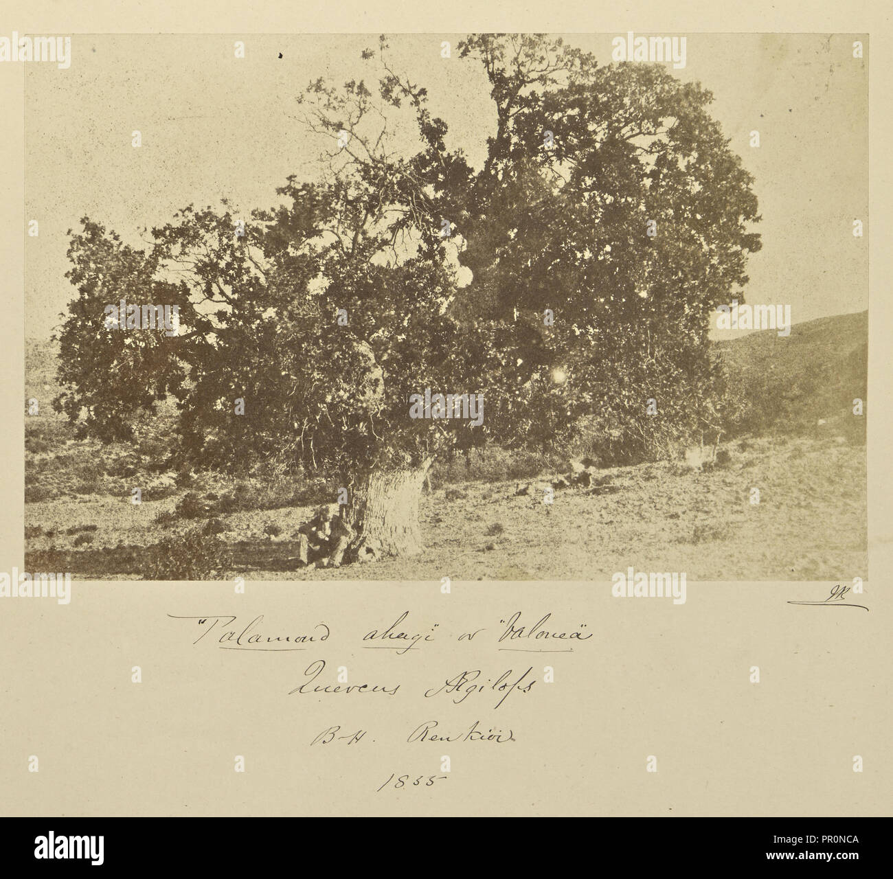 Quercus aegilops Banque de photographies et d’images à haute résolution ...