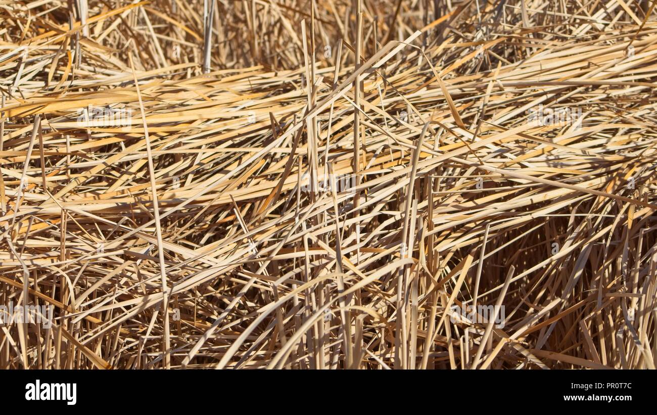 Rivage avec des roseaux Banque de photographies et d’images à haute résolution - Alamy