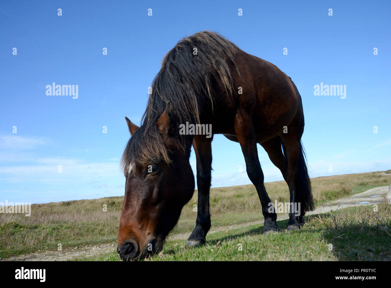 Lundy horse Banque de photographies et d’images à haute résolution - Alamy