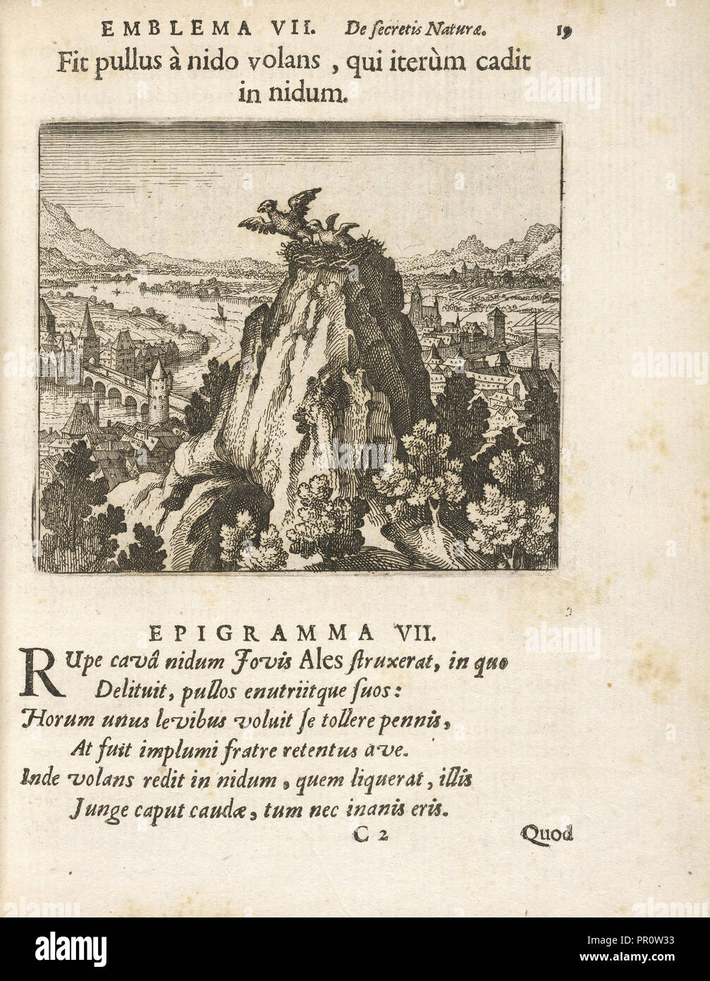 Nido volans Banque de photographies et d’images à haute résolution - Alamy