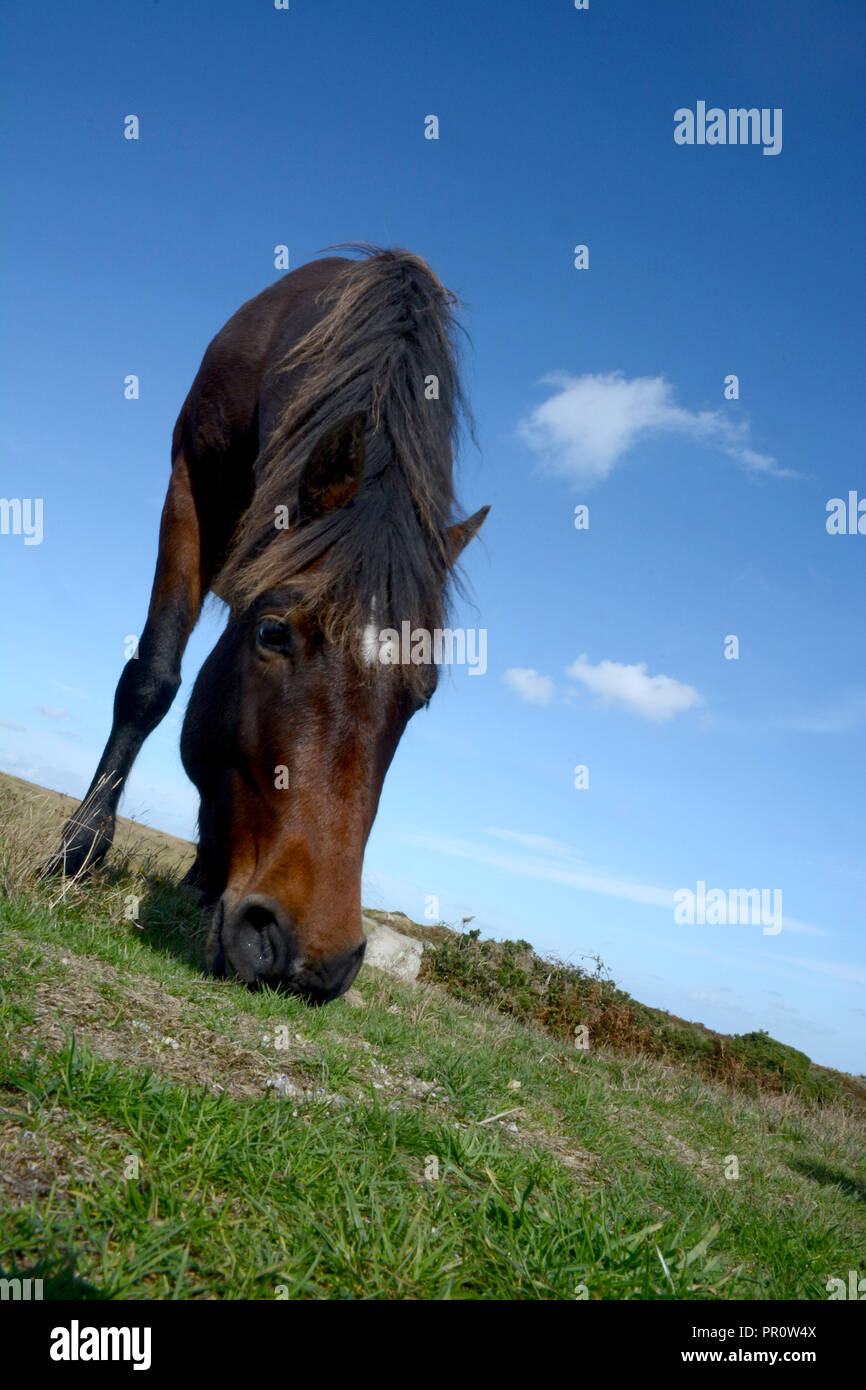 Lundy horse Banque de photographies et d’images à haute résolution - Alamy