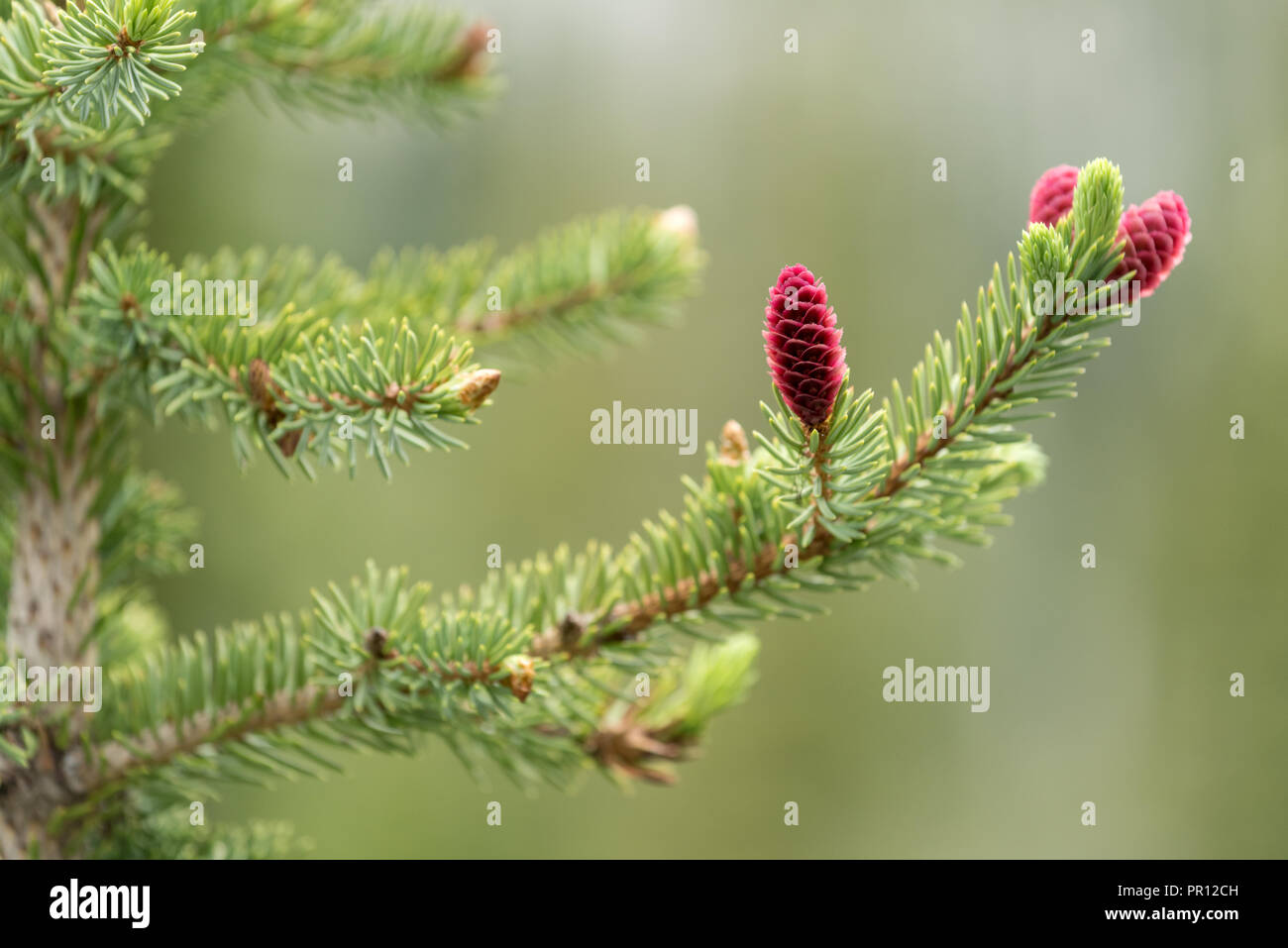 Subalpine fir Banque de photographies et d’images à haute résolution ...