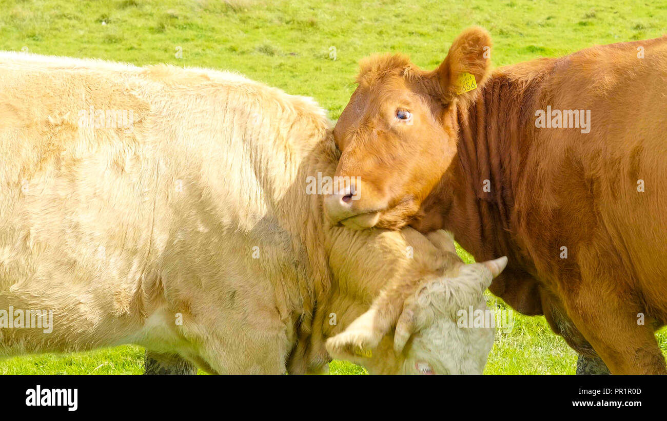 Vaches plage irlandaise Banque de photographies et d’images à haute ...