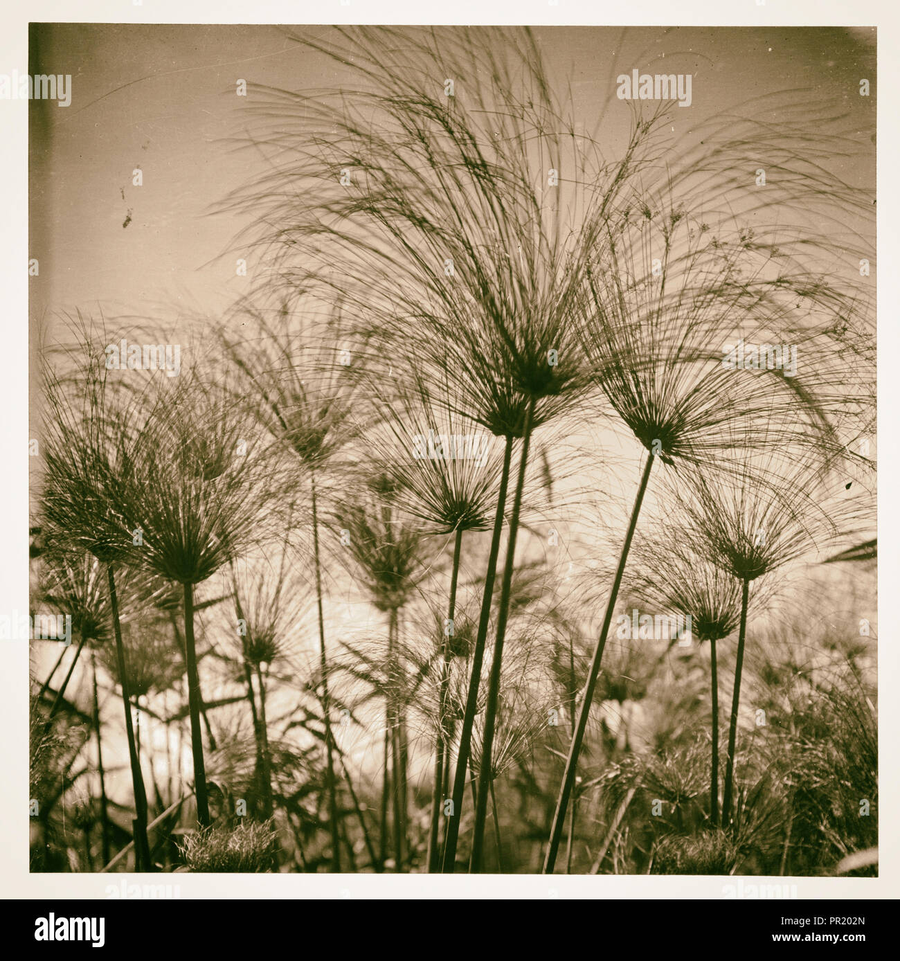 Fleurs sauvages de la Palestine. Au lac Mérom (Papyrus cyperus papyrus ...