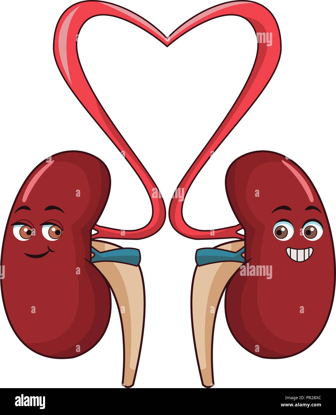 Reins Anatomiques Banque d'images vectorielles - Alamy