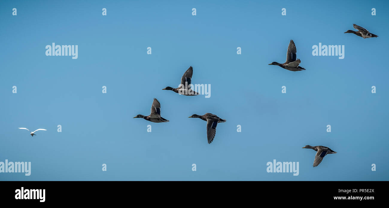 Canards colvert en vol Banque de photographies et d’images à haute ...