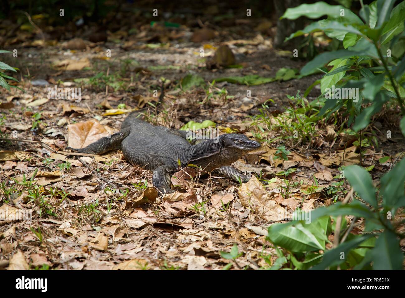 Asia malaysia monitor lizards varanus Banque de photographies et d ...