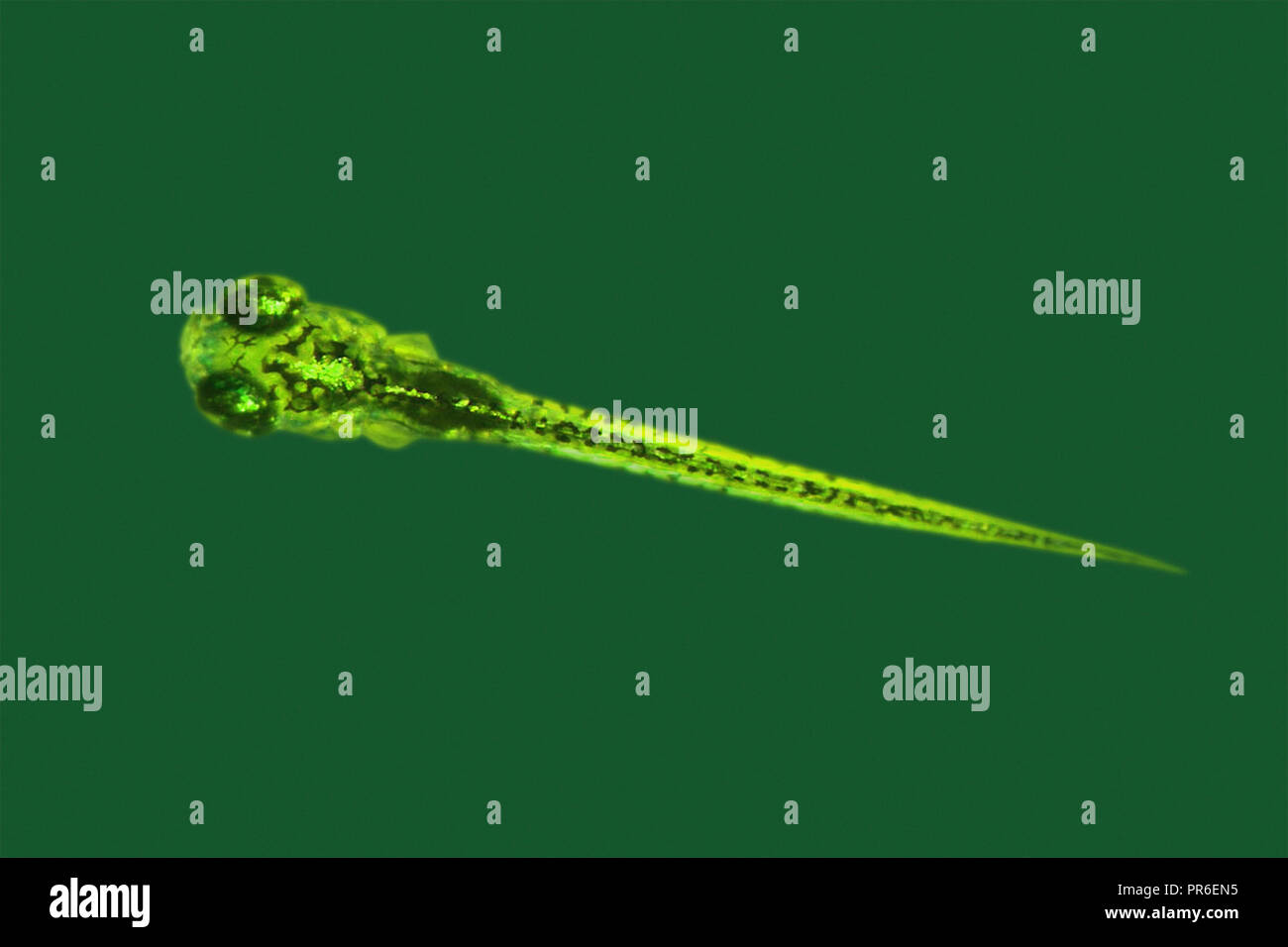 Danio Fish Banque d'image et photos - Alamy