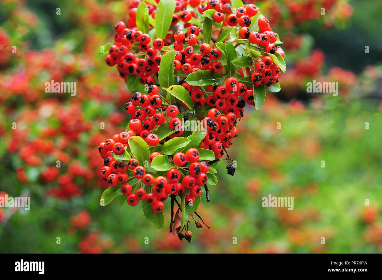 Fruits ressemblant à des baies rouges Banque de photographies et d ...