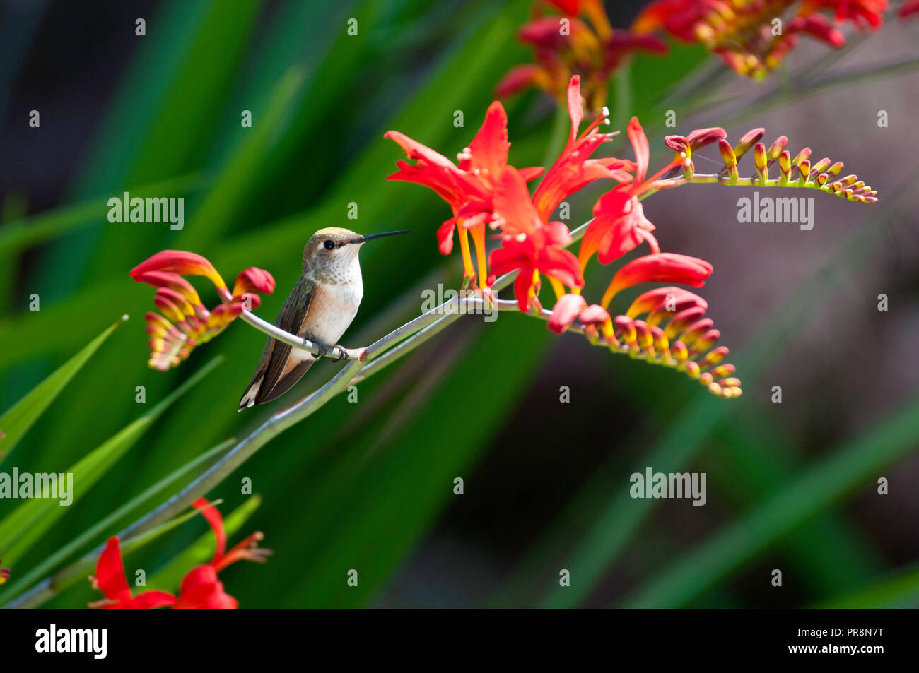 Fleurs et colibris Banque de photographies et d’images à haute ...