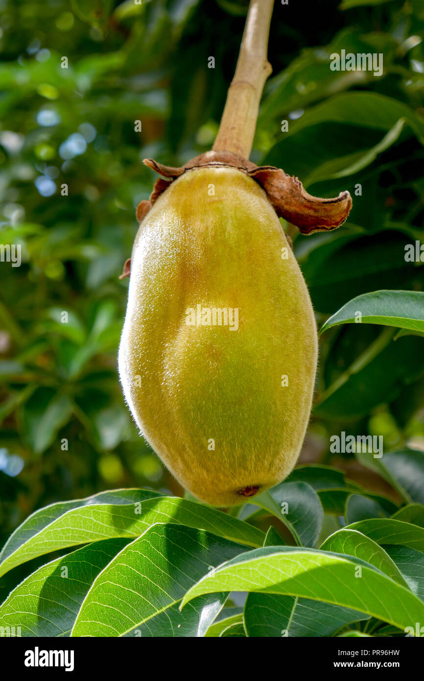 Le fruit du baobab africain ou pain de singe Photo Stock - Alamy