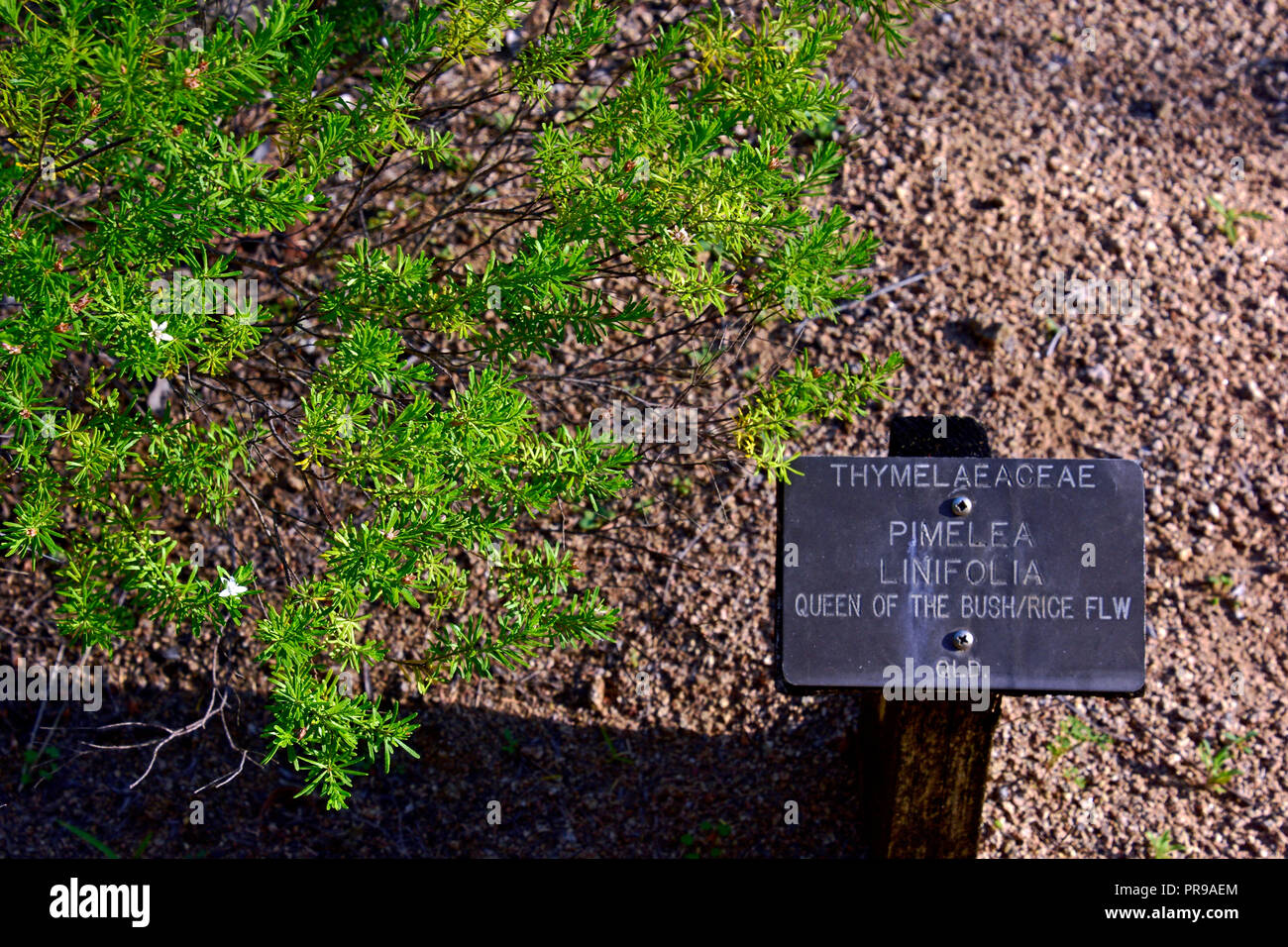 Flore australienne Banque de photographies et d’images à haute ...