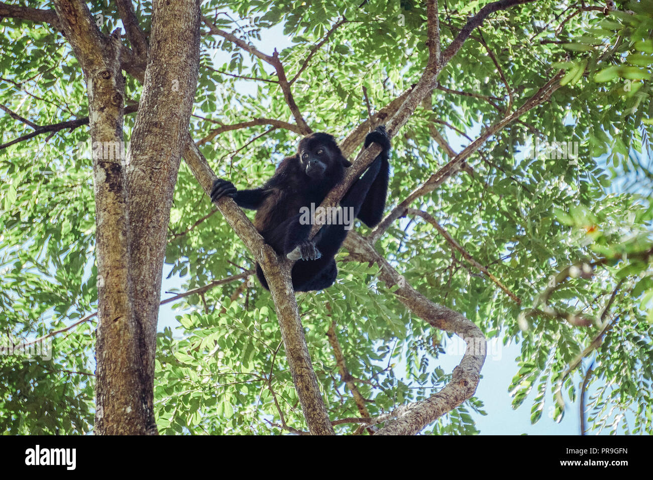Costa rica hurleur singe guanacaste Banque de photographies et d’images ...