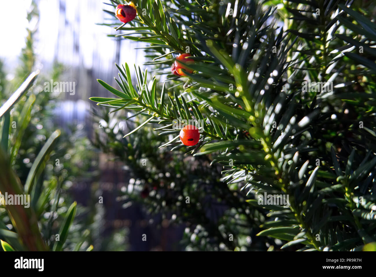 Taxus media hicksii Banque de photographies et d’images à haute ...