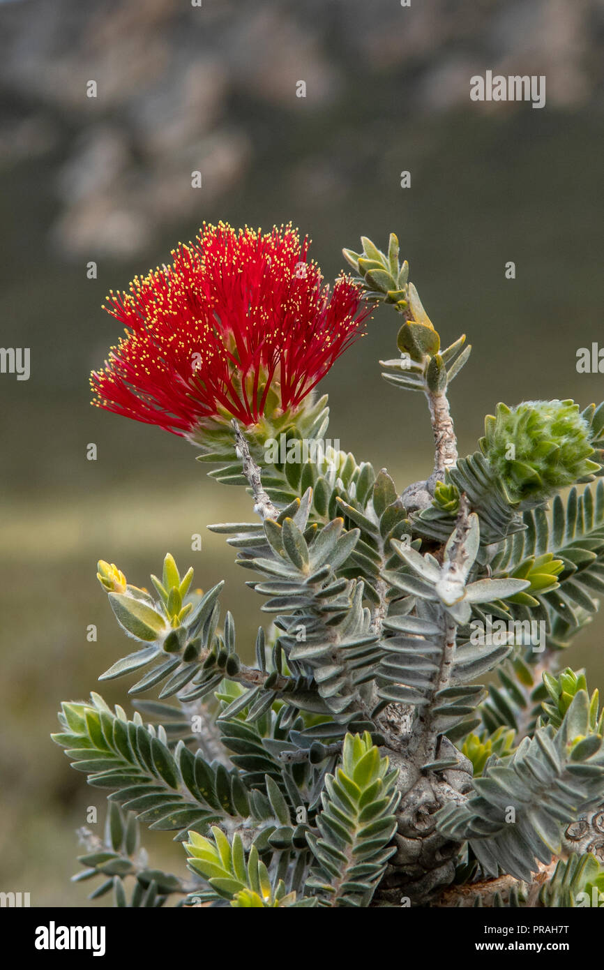 Regelia velutina Banque de photographies et d’images à haute résolution ...