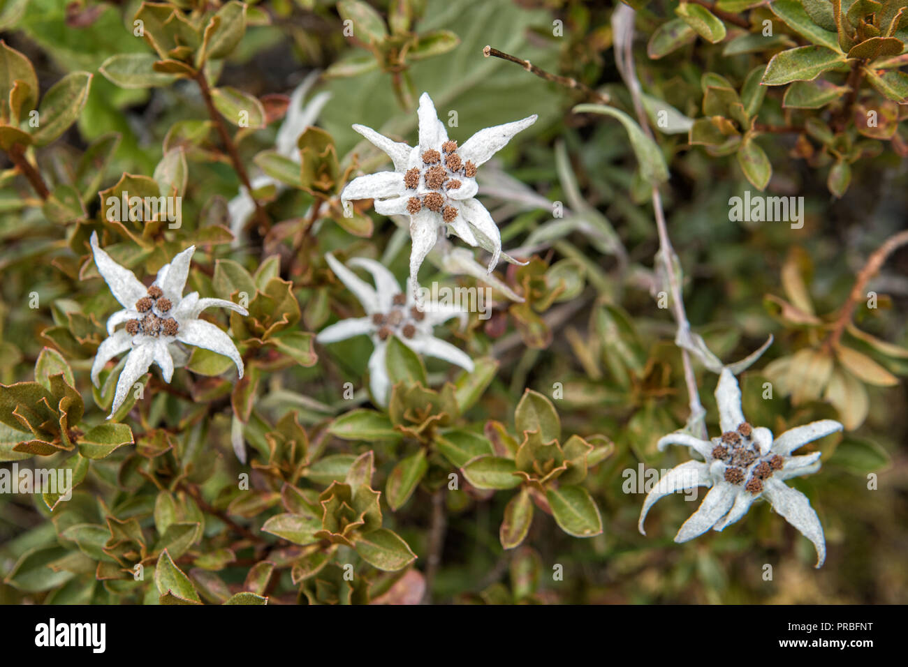 Himalayan edelweiss Banque de photographies et d’images à haute ...